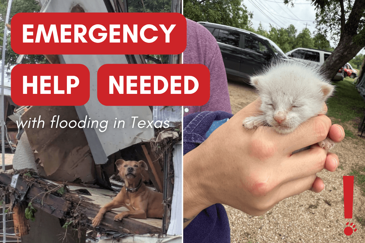 Donate to Support Austin Pets Alive!